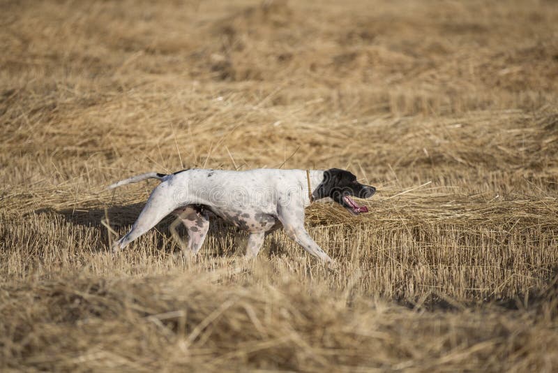 Side View of Pointer Walking Stock Photo - Image of black, shallow ...