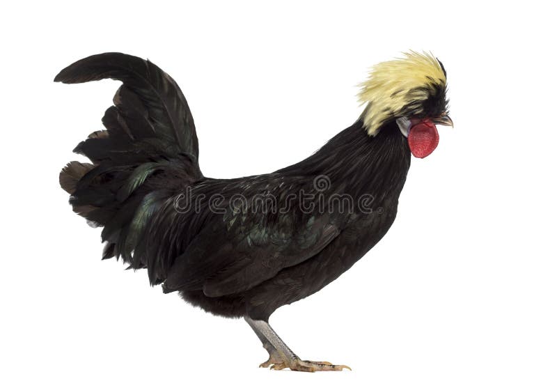 Polish Rooster crowing stock photo. Image of bird, shot - 77488184