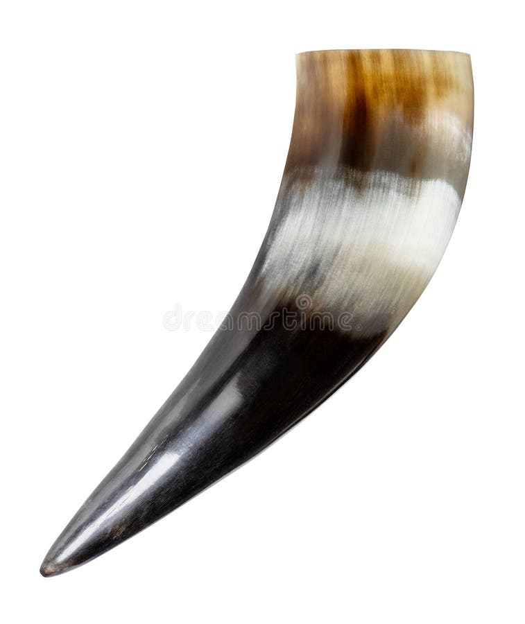 Polished Natural Cow Horn Stock Photos - Free & Royalty-Free Stock ...