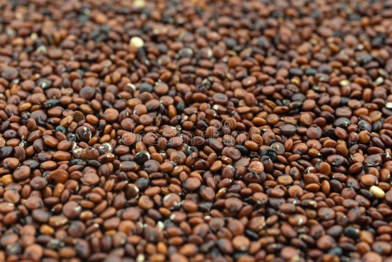 Side View of a Portion of Red Quinoa Illuminated with Natural Lighting ...