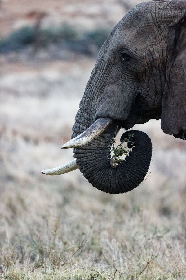 Side View Portrait of an African Elephant Eating with Blur Background ...