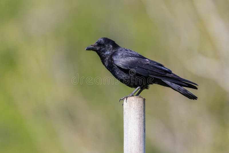 644 Raven Side View Stock Photos - Free & Royalty-Free Stock Photos ...