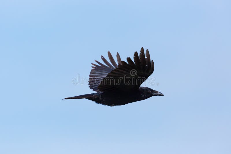 Side View Portrait Carrion Crow Corvus Corone in Flight, Blue Stock ...
