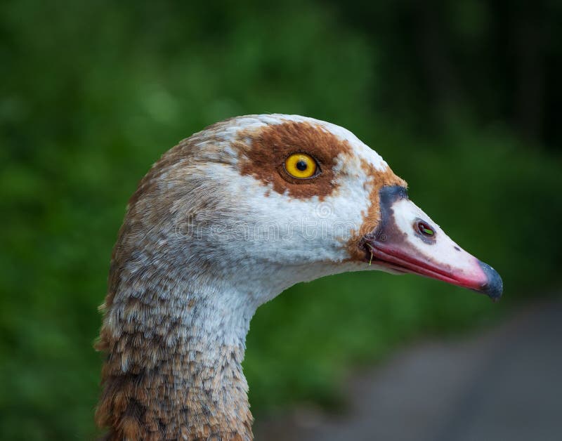 Side View Portrait of an Egyptian Goose with Blur Green Background ...