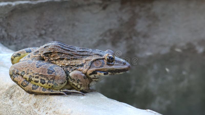 Side view portrait of frog stock footage. Video of frog - 181485686