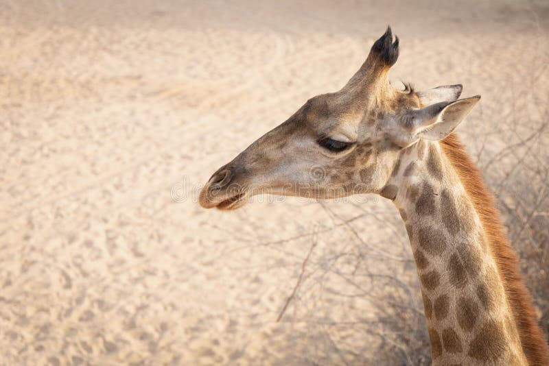 Side View Portrait of Giraffe in the Desert Stock Photo - Image of ...