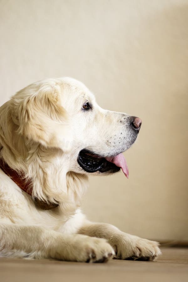 392 Golden Retriever Dog Portrait Side View Stock Photos - Free ...