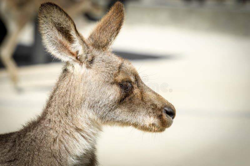 Male Kangaroo Face stock photo. Image of marsupial, kangaroo - 32133402