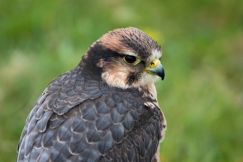 Lanner Falcon stock image. Image of portrait, eagle - 189152991