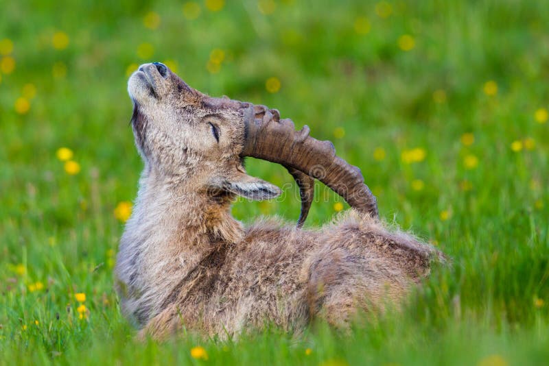 Side View Portrait of Natural Alpine Ibex Capricorn in Meadow Stock ...