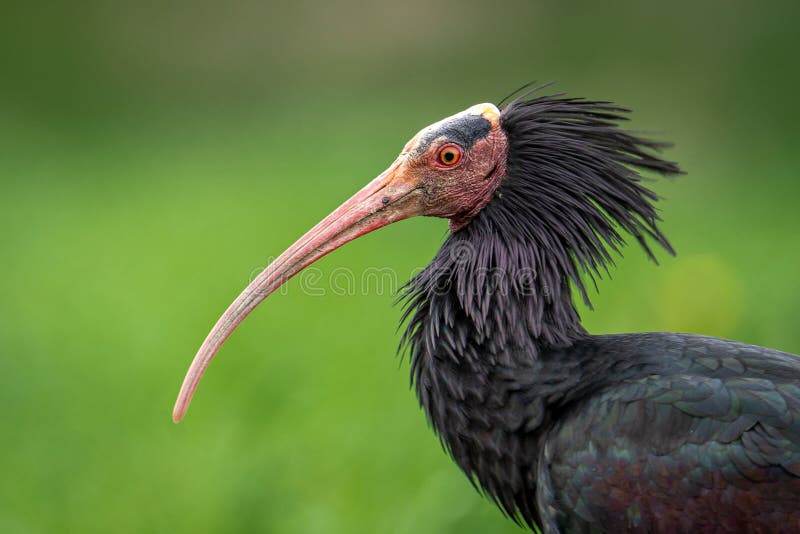 Side View Portrait of a Northern Bald Ibis with Blur Green Background ...