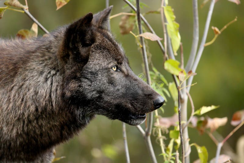 Side View Portrait of One Snarling Wolf Stock Photo - Image of mammal ...