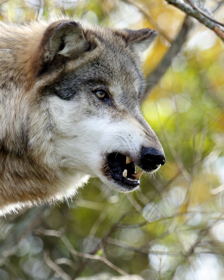 Snarling Gray Wolf Photos - Free & Royalty-Free Stock Photos from ...