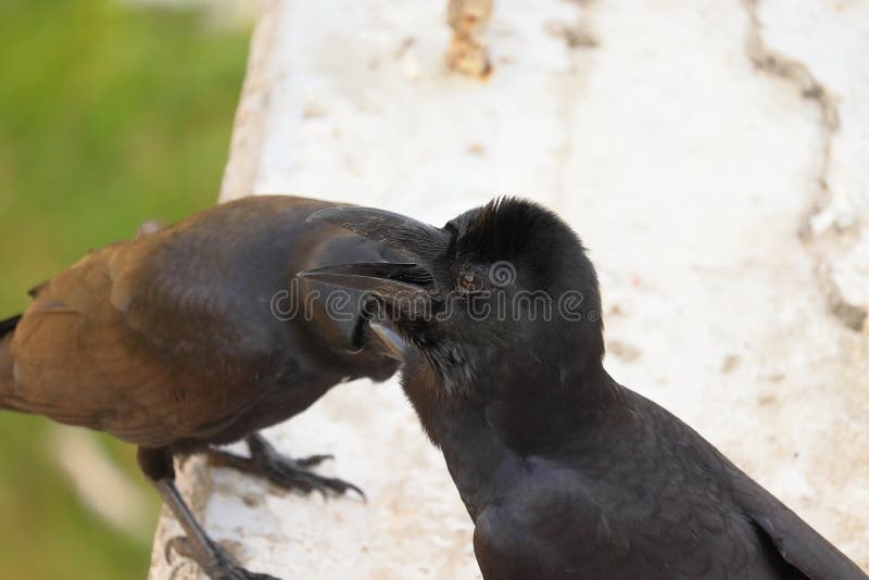 Side View Portrait Raven Crow Stock Photo - Image of birds, black ...