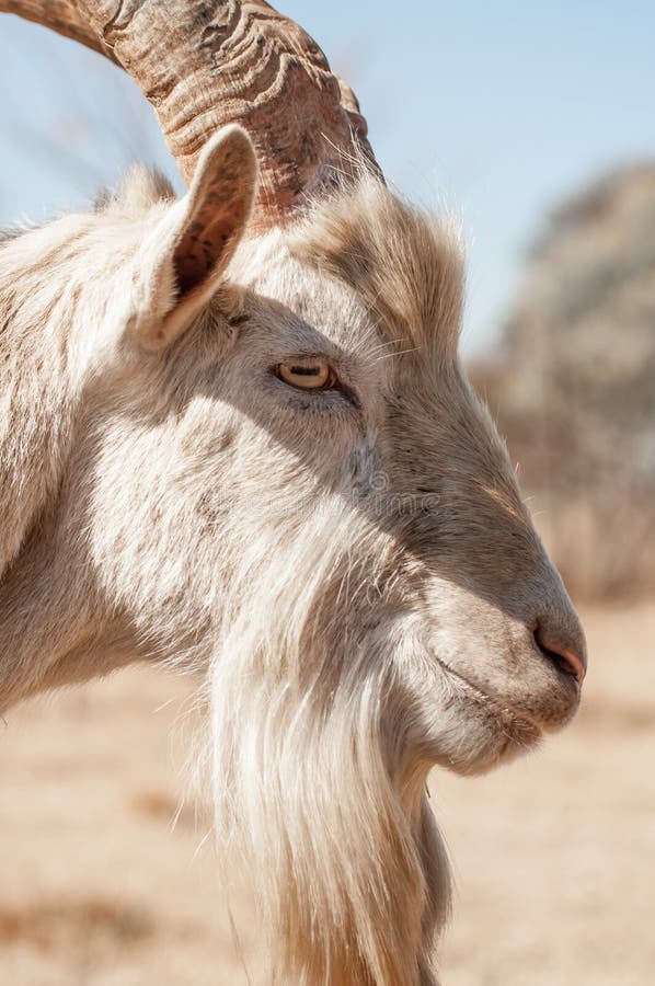Side View Portrait of Saanen Goat Stock Photo - Image of side, view ...