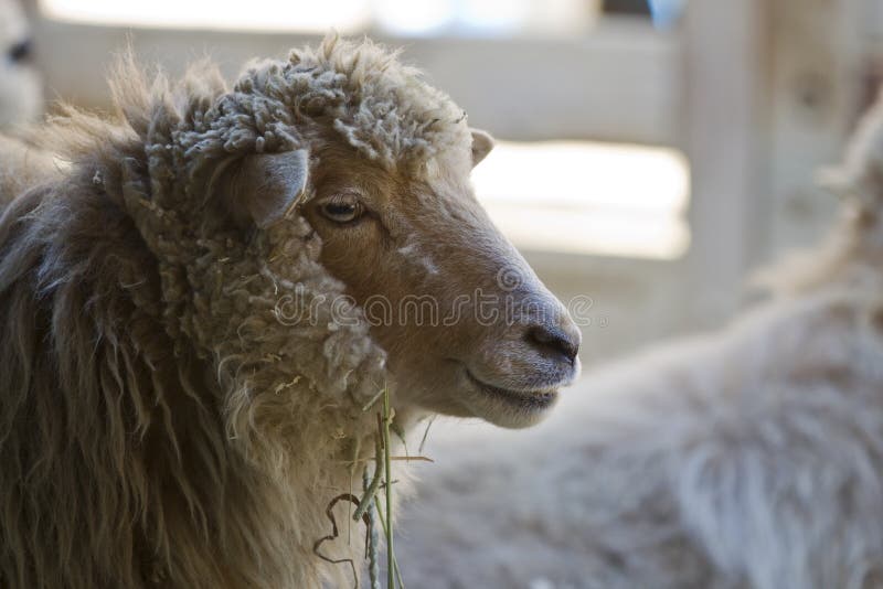 Side View Portrait of a Sheep Stock Image - Image of aries, petting ...
