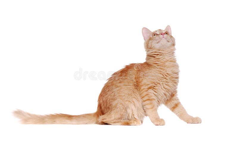 Side View Portrait of a Sitting Ginger Cat Looking Up Stock Photo ...