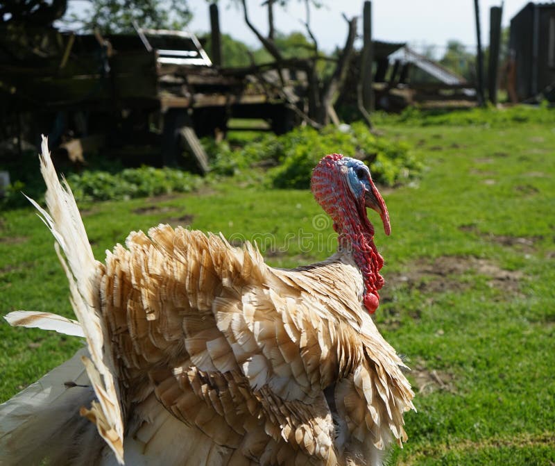 Side View Portrait of Turkey Stock Image - Image of environmental ...