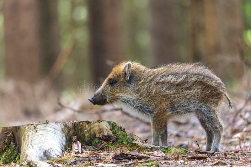 Young Wild Boar is Standing in the Forest Stock Image - Image of dark ...