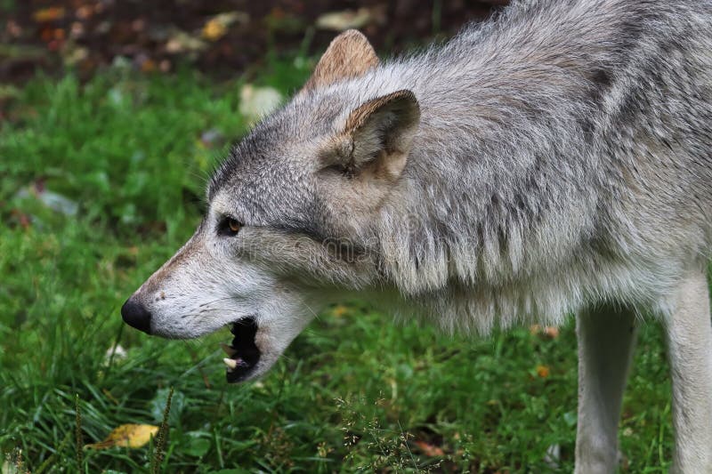 Side View Portrait of a Wolf S Head Stock Photo - Image of portrait ...