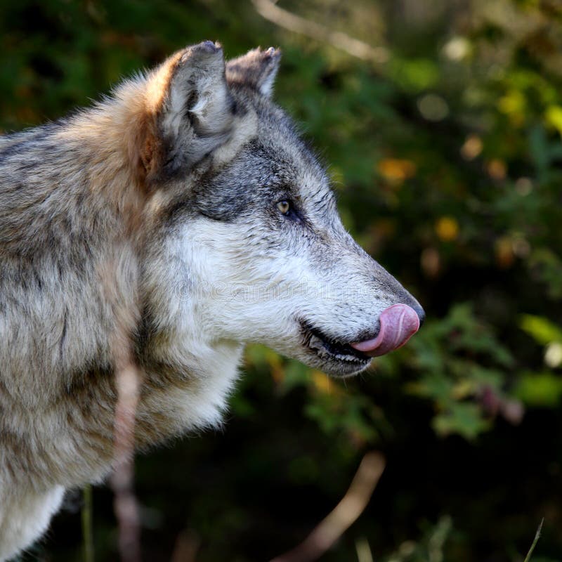 Side View Portrait of a Wolf with Trees for Background Stock Photo ...