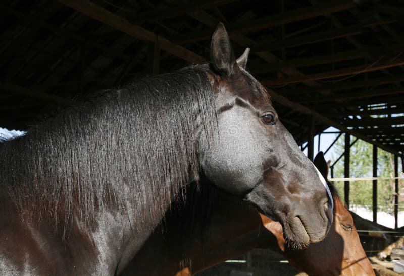 Side View Portrait of Young Saddle Horses in the Barn Stock Photo ...