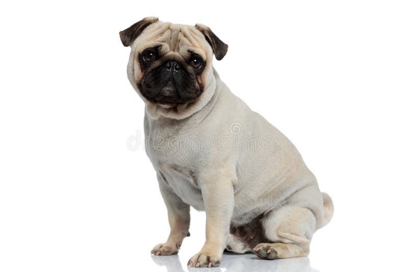 Mops-pug smiling face stock photo. Image of small, white - 10730130