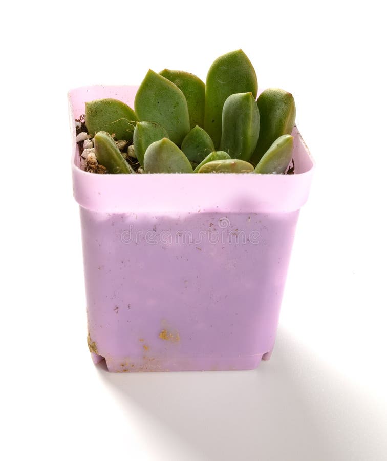 Pot of Green Succulent Plant on a White Background Stock Photo - Image ...