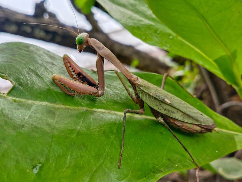 Longbody Stock Photos - Free & Royalty-Free Stock Photos from Dreamstime