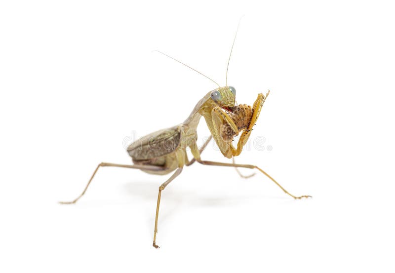 Praying Mantis Crawling Up a Plant Stock Photo - Image of beautiful ...