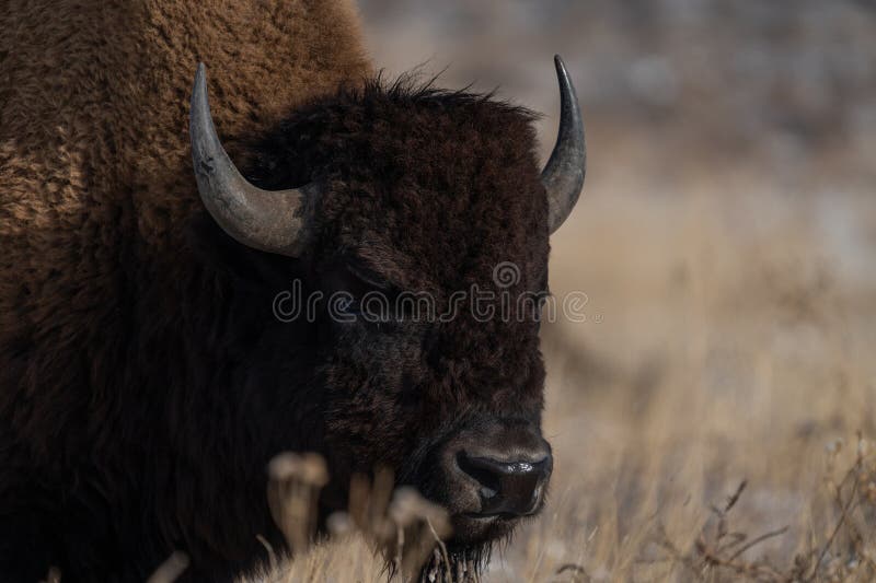 Profile Portrait of a Bison in a Meadow Stock Photo - Image of ...