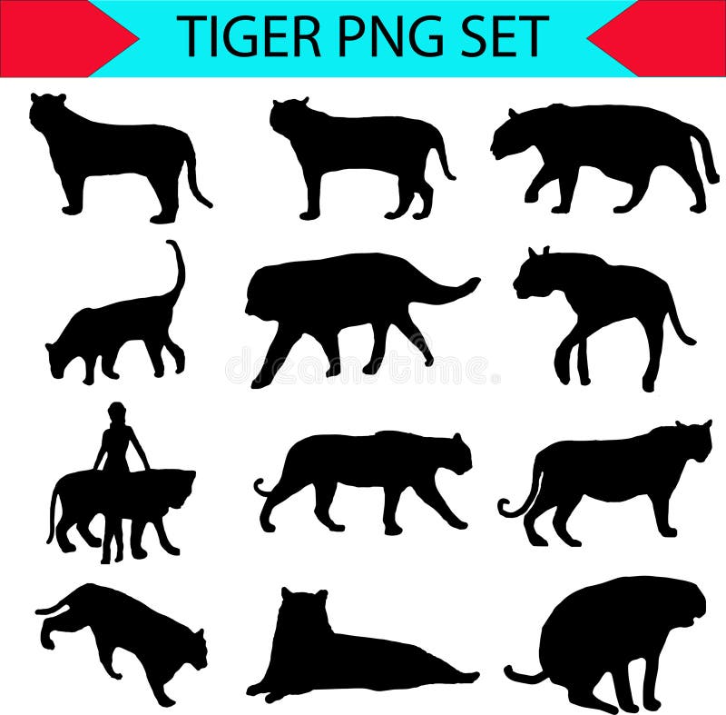 Side View, Profile of a Tiger Standing and Looking Away, Isolated on ...