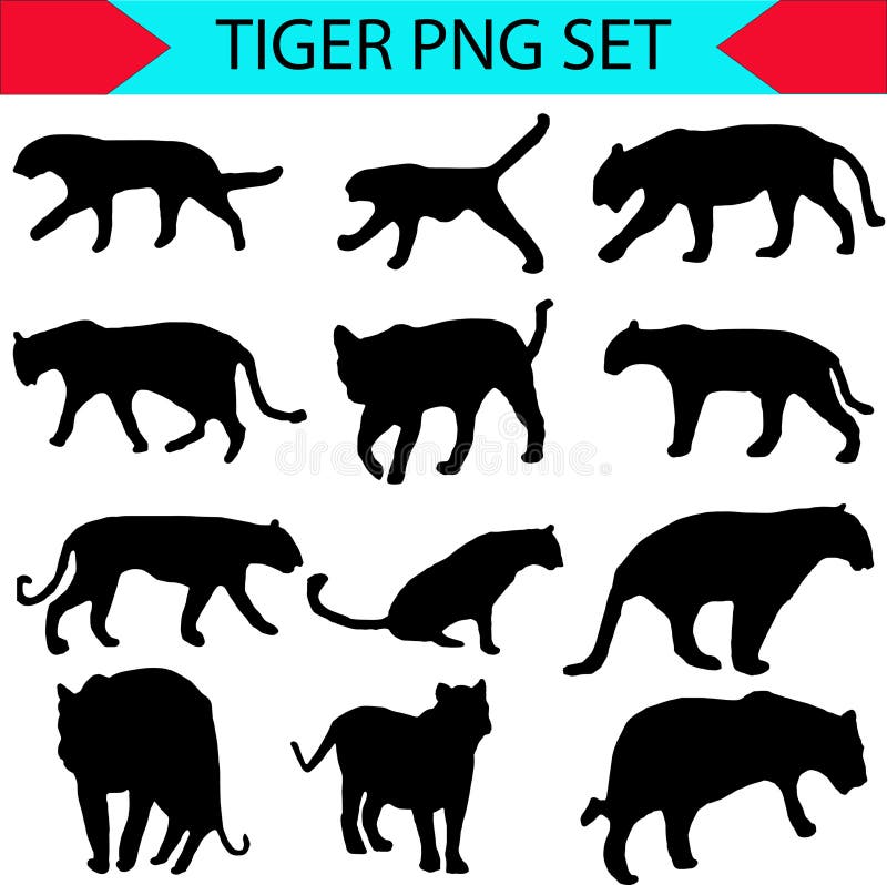 Side View, Profile of a Tiger Standing and Looking Away, Isolated on ...