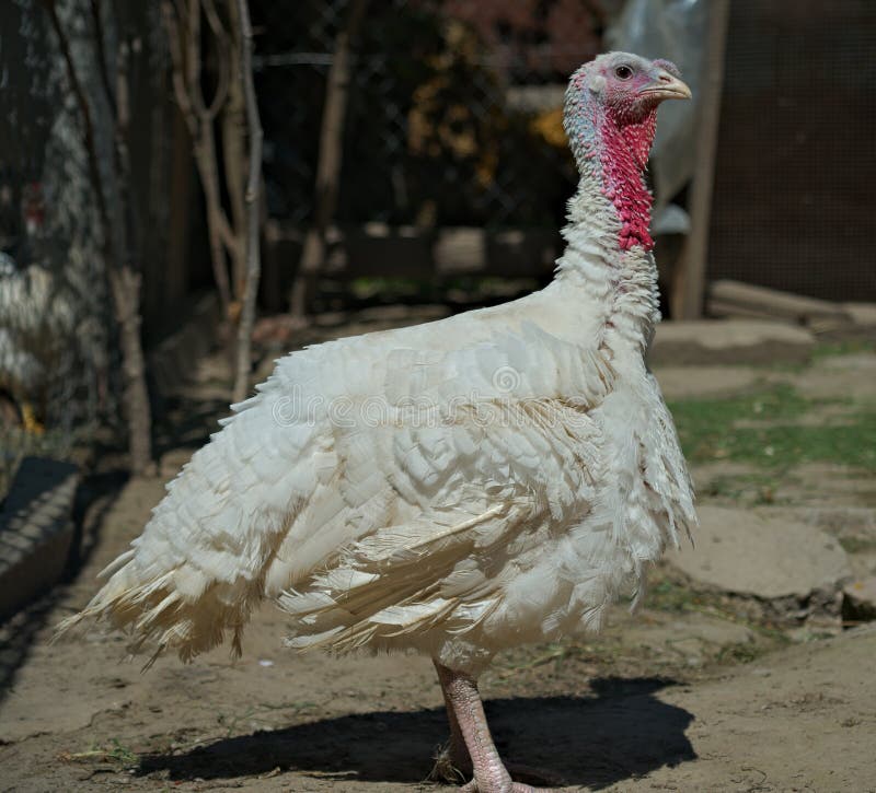 Turkey side view stock image. Image of male, wrinkled - 24905053
