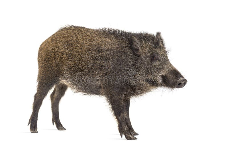 Side View, Profile, Wild Boar, Mouth Open, Isolated Stock Photo - Image ...