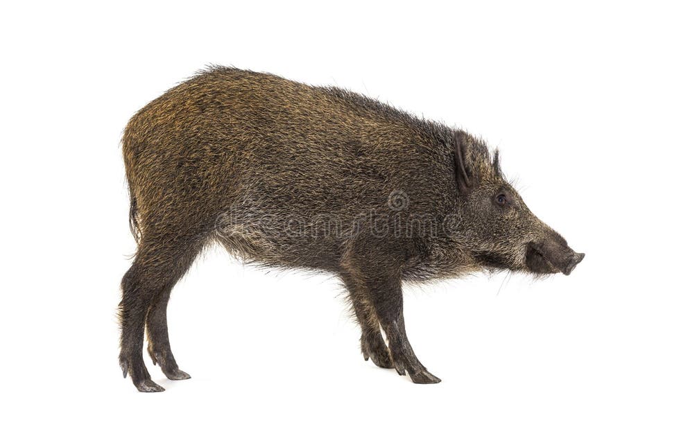 Side View, Profile, Wild Boar, Mouth Open, Isolated Stock Photo - Image ...