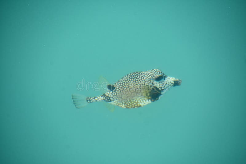 Side View of a Puffer Fish Underwater Stock Photo - Image of wild ...