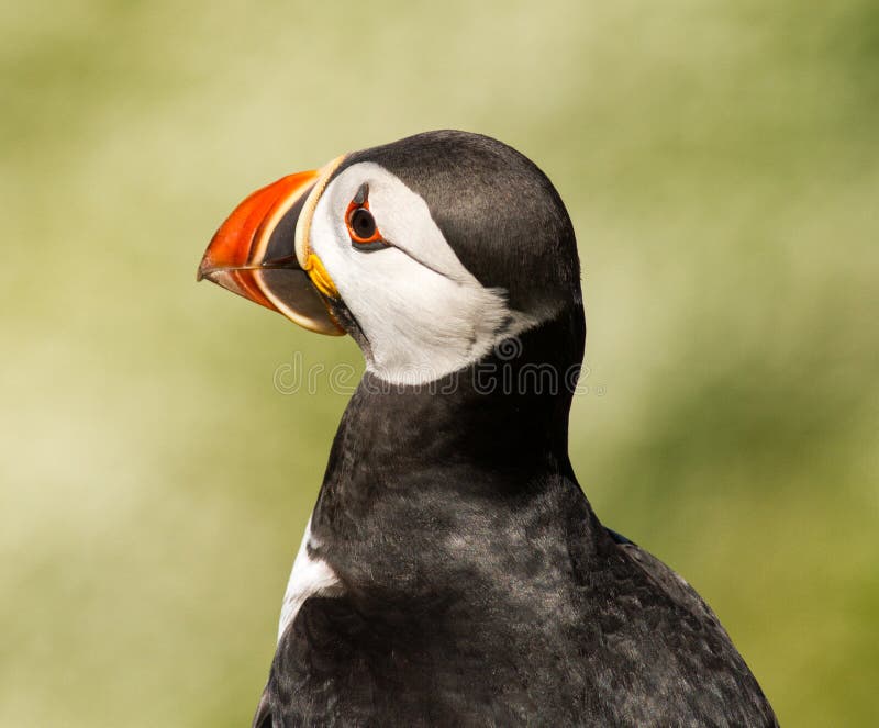 Puffin Flying with Sand Eels Stock Photo - Image of fjord, background ...