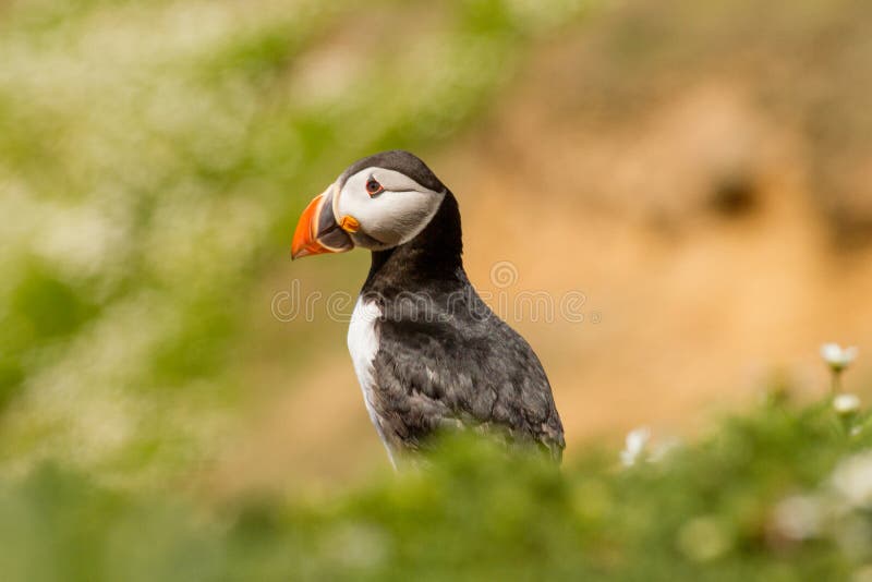 Puffin flapping wings stock photo. Image of grass, funny - 52333584