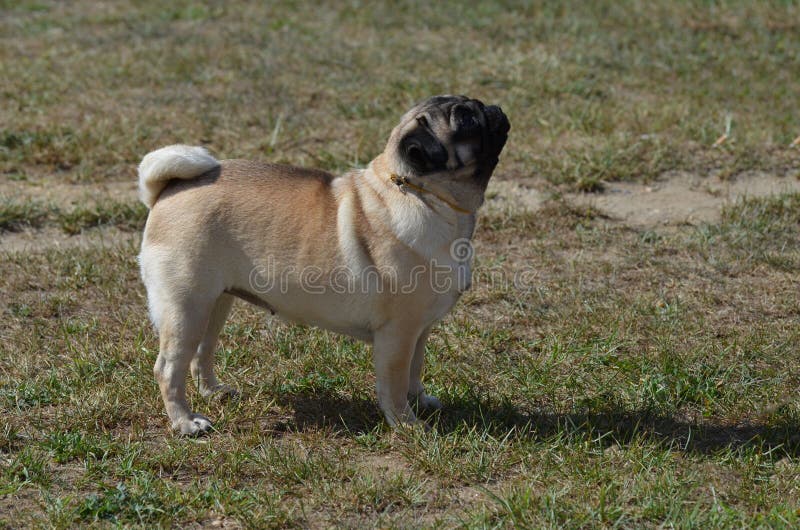 Side View of a Pug Dog stock image. Image of bulldog - 78750751