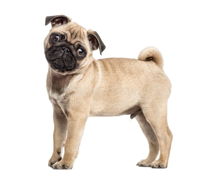 Side View Pug Standing Isolated Stock Photos - Free & Royalty-Free ...