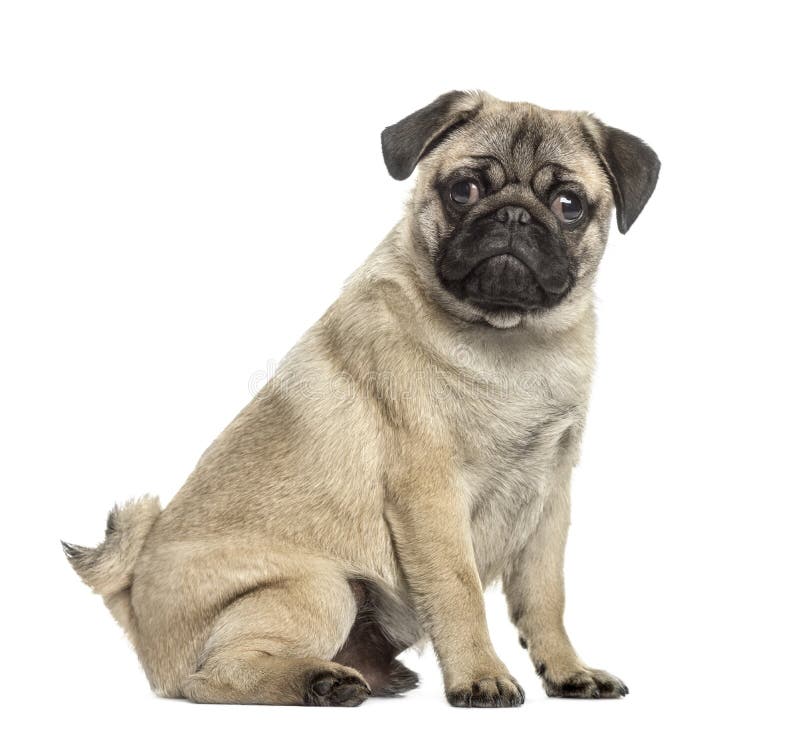 Side Profile Pug Stock Images - Download 131 Royalty Free Photos