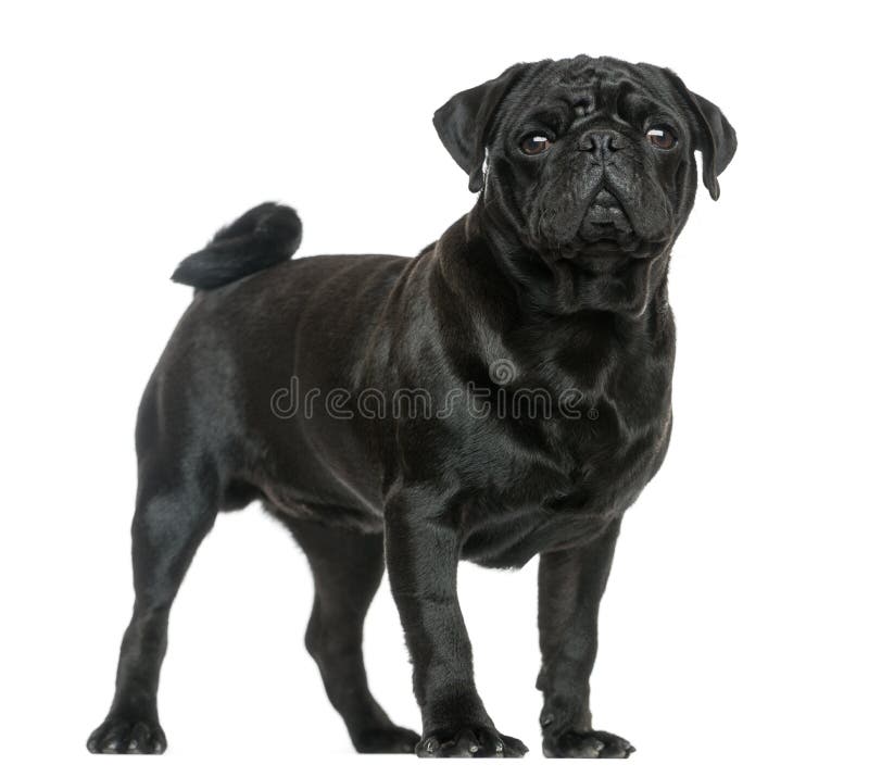 Side View of a Pug Standing, Isolated Stock Image - Image of carnivore ...