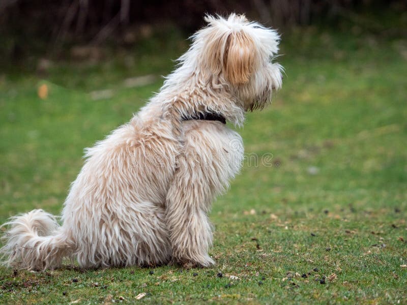 Side View of Puppy Sitting in the Park Stock Image - Image of curious ...