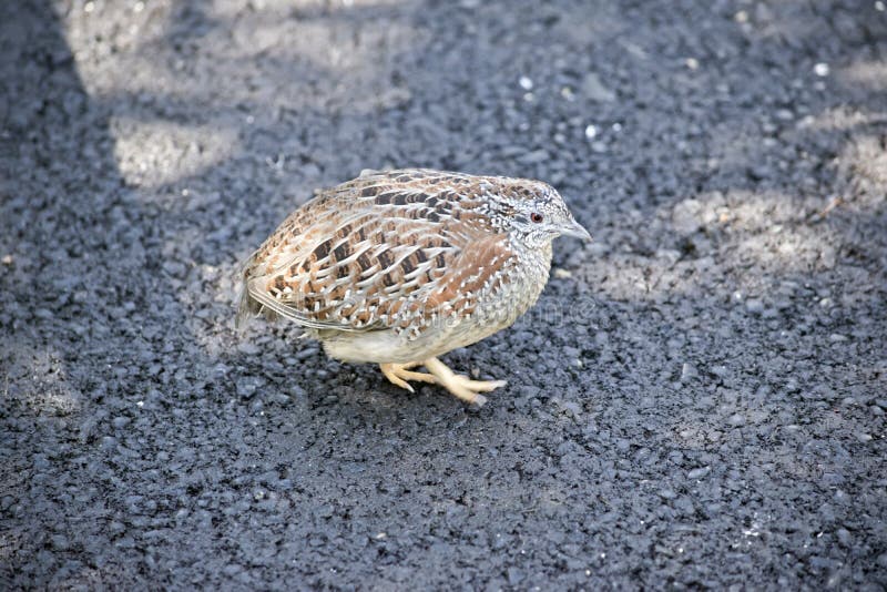 This is the Side View of a Quail Stock Photo - Image of small, quail ...