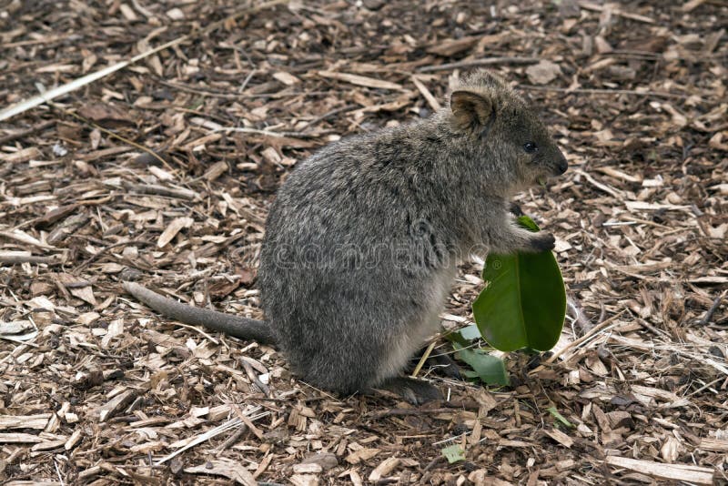 Quokka side view stock photo. Image of nose, brown, marsupial - 108023516