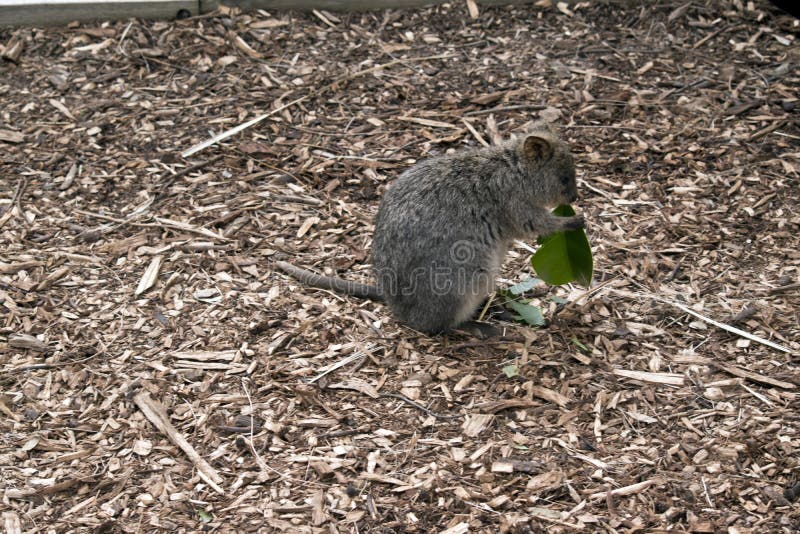 Quokka side view stock photo. Image of nose, brown, marsupial - 108023516