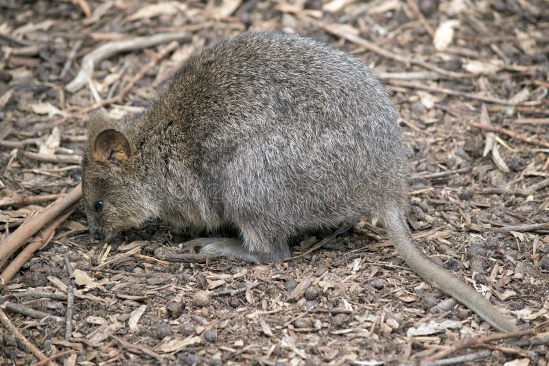 This is Side View of a Quokka Stock Image - Image of brown, standing ...