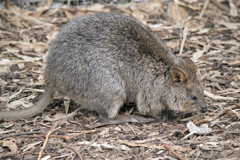 Quokka side view stock image. Image of australia, marsupial - 115270599