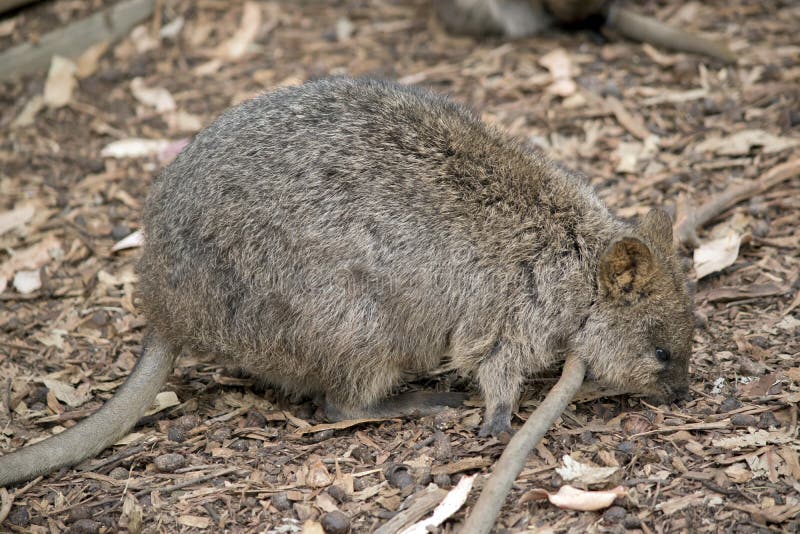 This is a Side View of a Quokka Stock Photo - Image of wildlife, mother ...